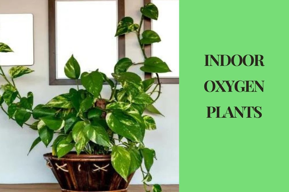 17 Indoor Oxygen Plants For Healthy Environment! - Trendy Residence